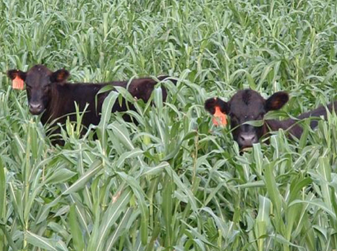 Reducing Costs, Increasing Yields: The Benefits of SSP Bulk Fertilizer ...